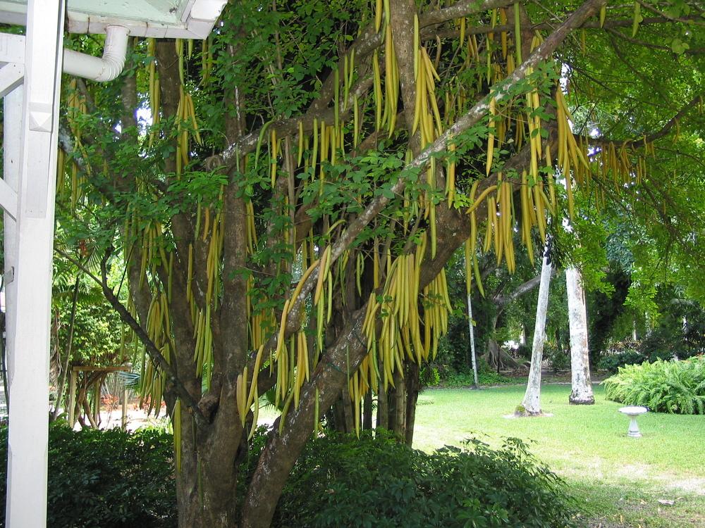 Amazing photo! in Photo of Candle Tree (Parmentiera cereifera) - Garden.org