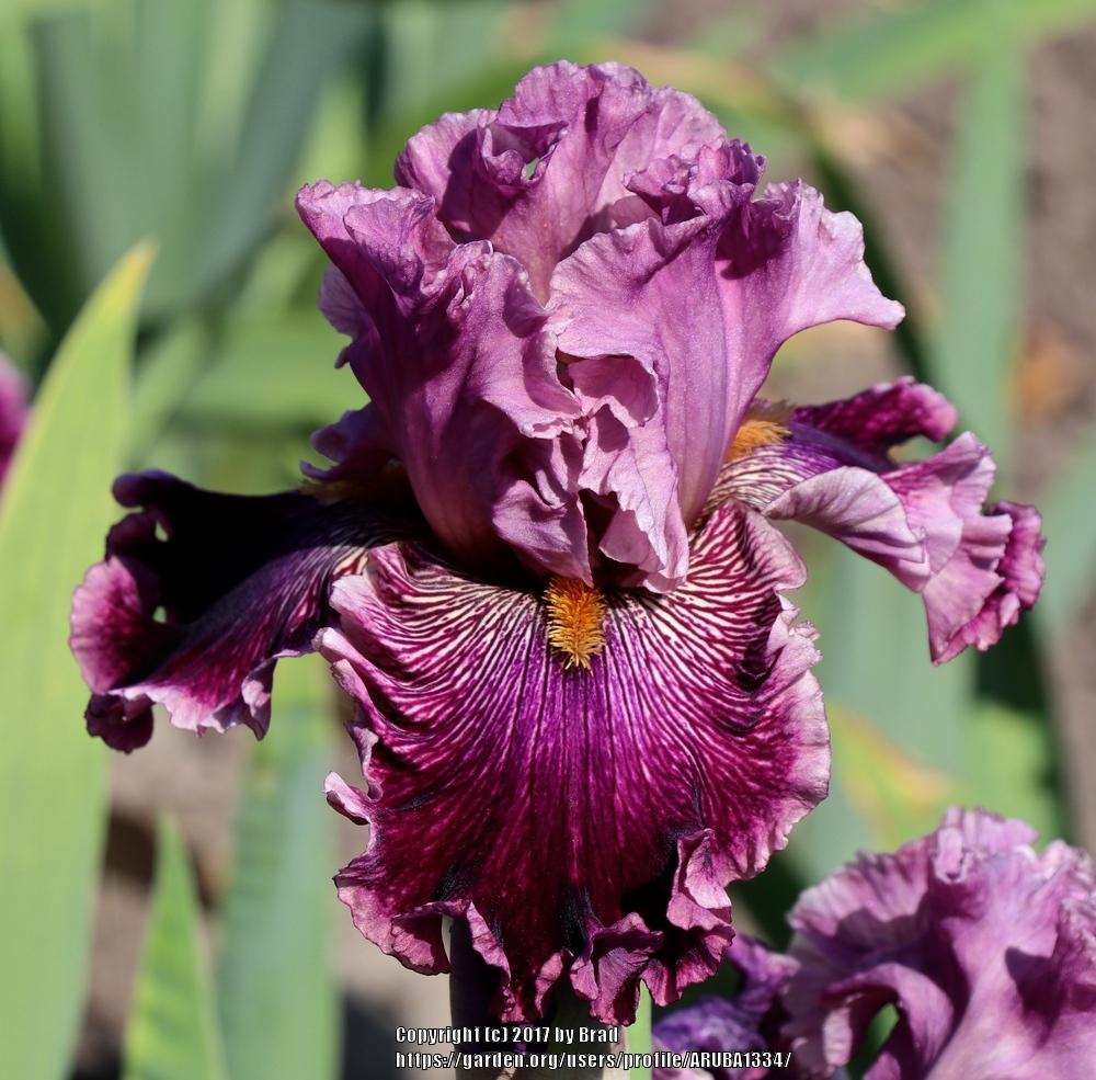 Photo of the bloom of Tall Bearded Iris (Iris 'Cherry Parfait') posted by ARUBA1334 - Garden.org