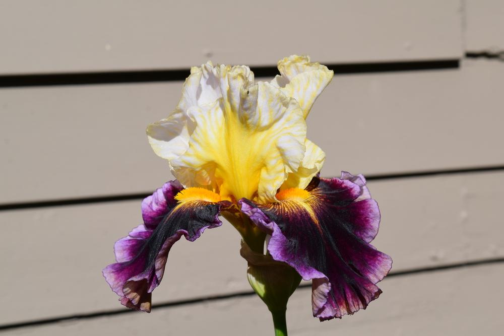 Photo of the bloom of Tall Bearded Iris (Iris 'Fruit Burst') posted by ...