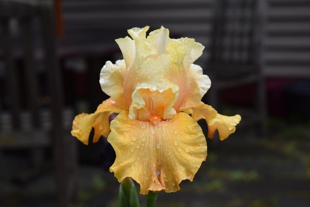 Photo of the bloom of Tall Bearded Iris (Iris 'Baby Duck') posted by ...