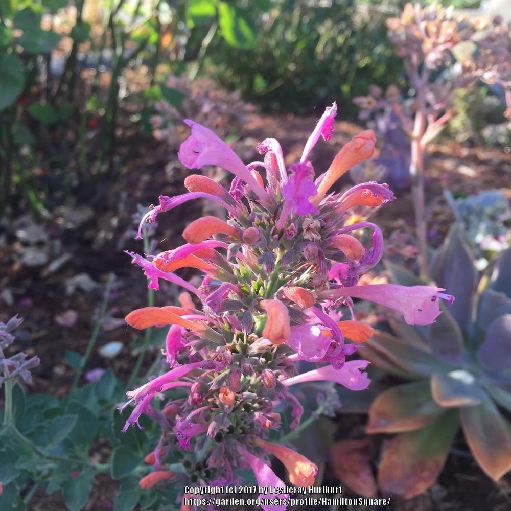 Dwarf Hummingbird Mint (Agastache Kudos™ Ambrosia) in the Anise Hyssops ...