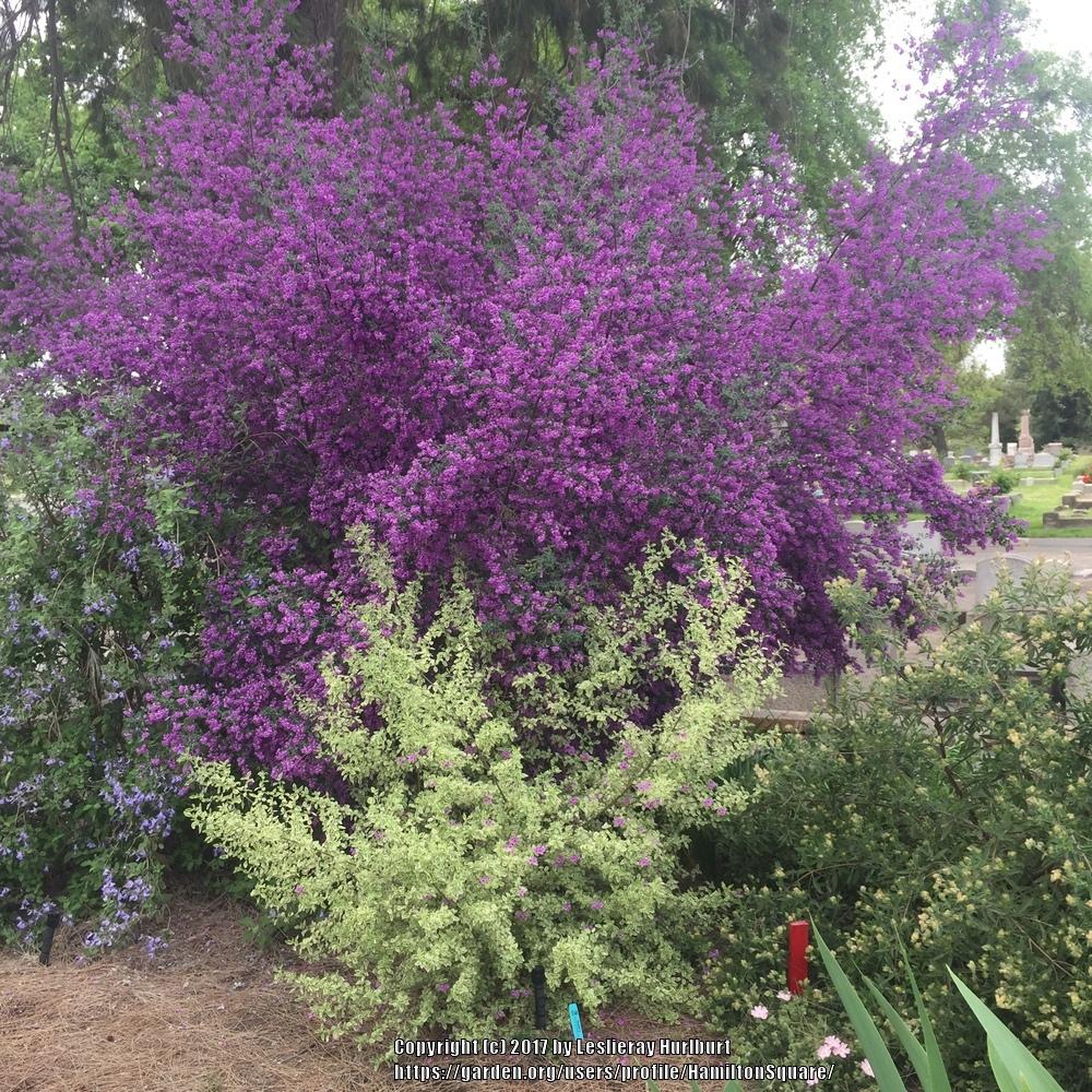 Photo of the entire plant of Australian Mint Bush (Prostanthera ...