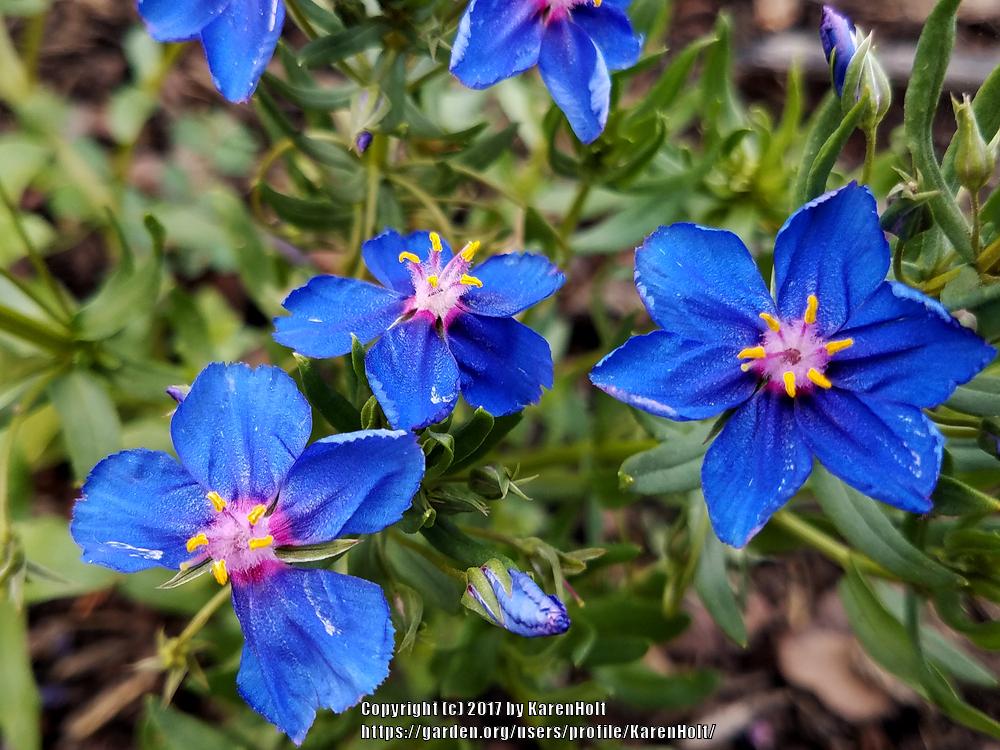 Blue Pimpernel (Lysimachia 'Blue Light') - Garden.org