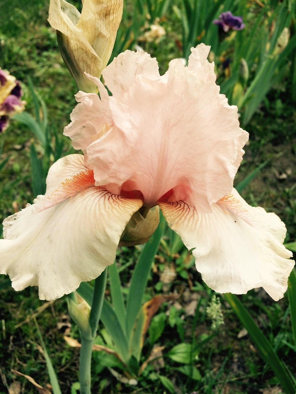Tall Bearded Iris (Iris 'Pagan Pink') in the Irises Database - Garden.org