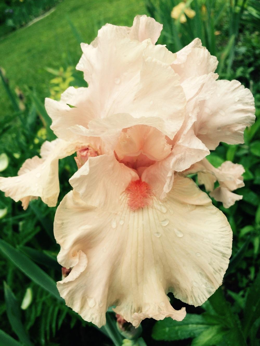 Photo of the bloom of Tall Bearded Iris (Iris 'June Krausse') posted by ...