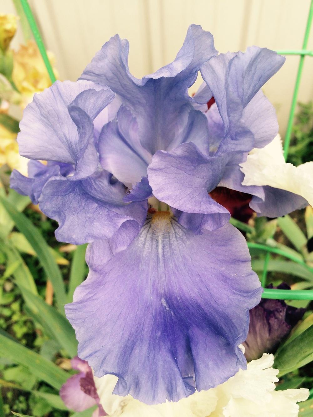 Tall Bearded Iris (Iris 'Blue Temptation') in the Irises Database ...