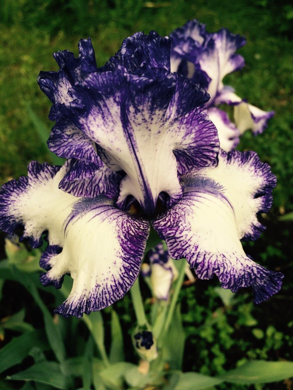 Photo of the bloom of Tall Bearded Iris (Iris 'Ink Patterns') posted by ...