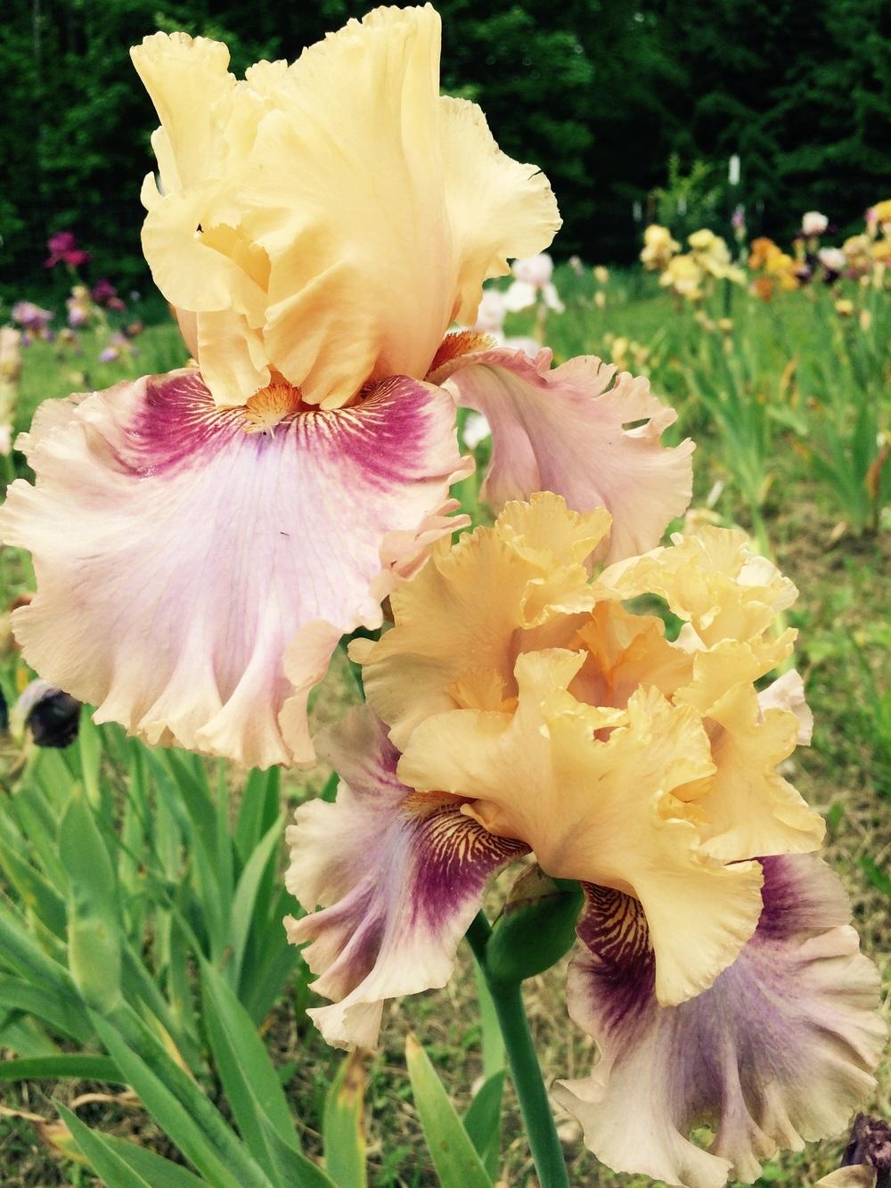 Photo of the bloom of Tall Bearded Iris (Iris 'Tropical Treasure ...
