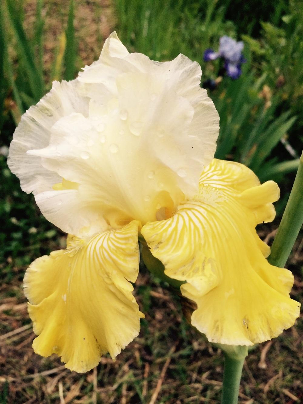 Photo of the bloom of Tall Bearded Iris (Iris 'Lemon Cloud') posted by ...
