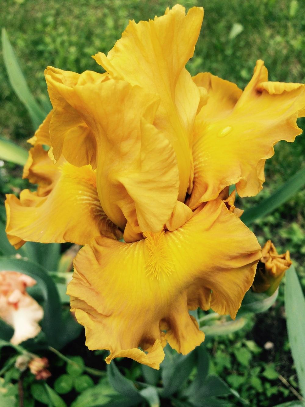 Photo of the bloom of Tall Bearded Iris (Iris 'Good as Gold') posted by ...