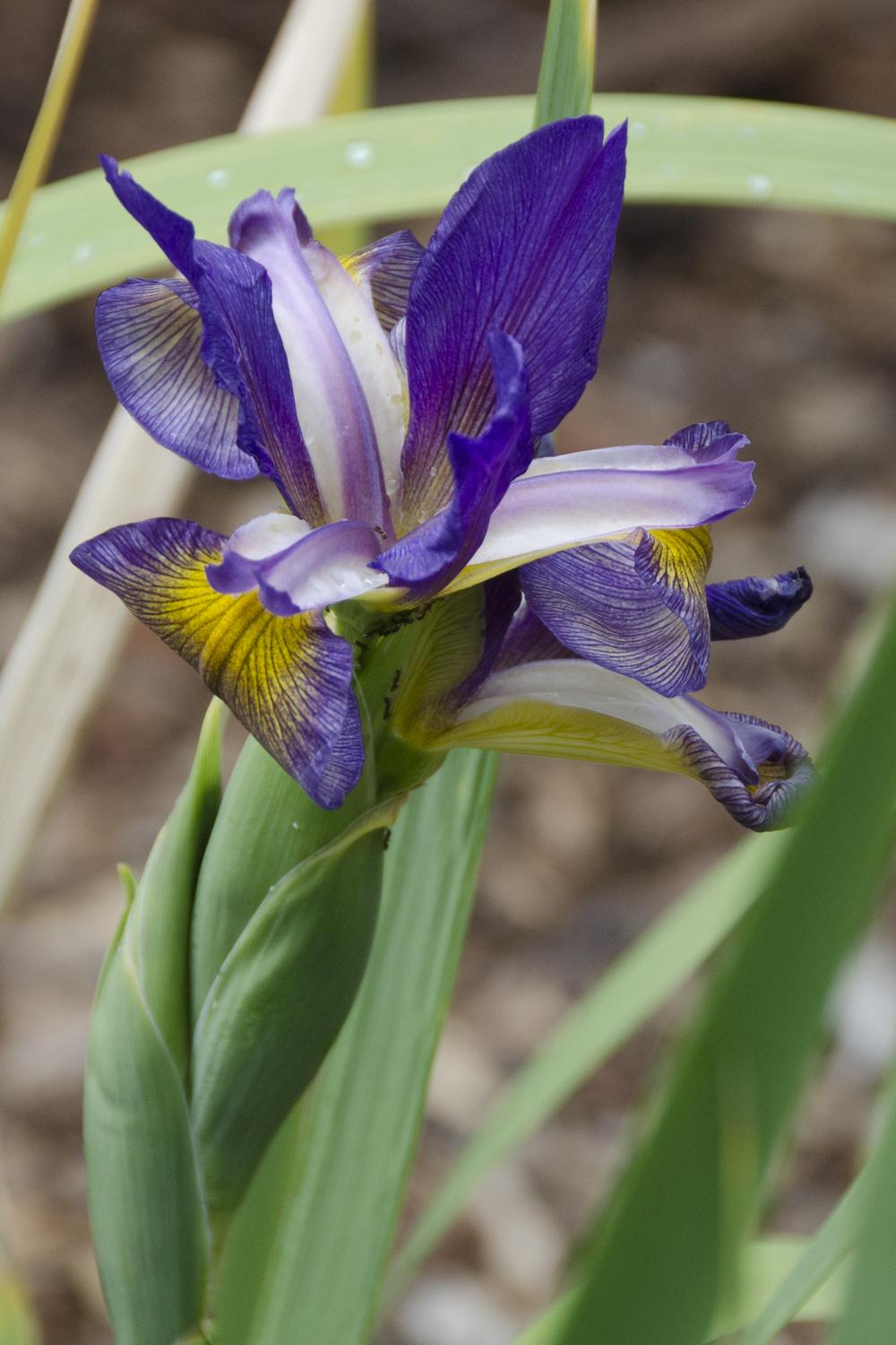 Spuria Iris (Iris 'Podvečer') in the Irises Database - Garden.org