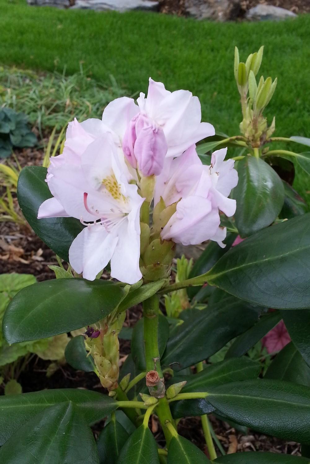 Catawba Rhododendron (Rhododendron 'Catawbiense Album') in the ...