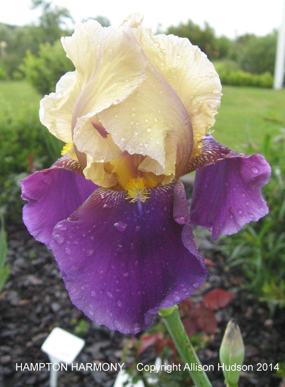 Tall Bearded Iris (Iris 'Hampton Harmony') in the Irises Database - Garden.org