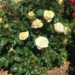 Photo of the bloom of Rose (Rosa 'Sunshine Daydream') posted by Calif ...