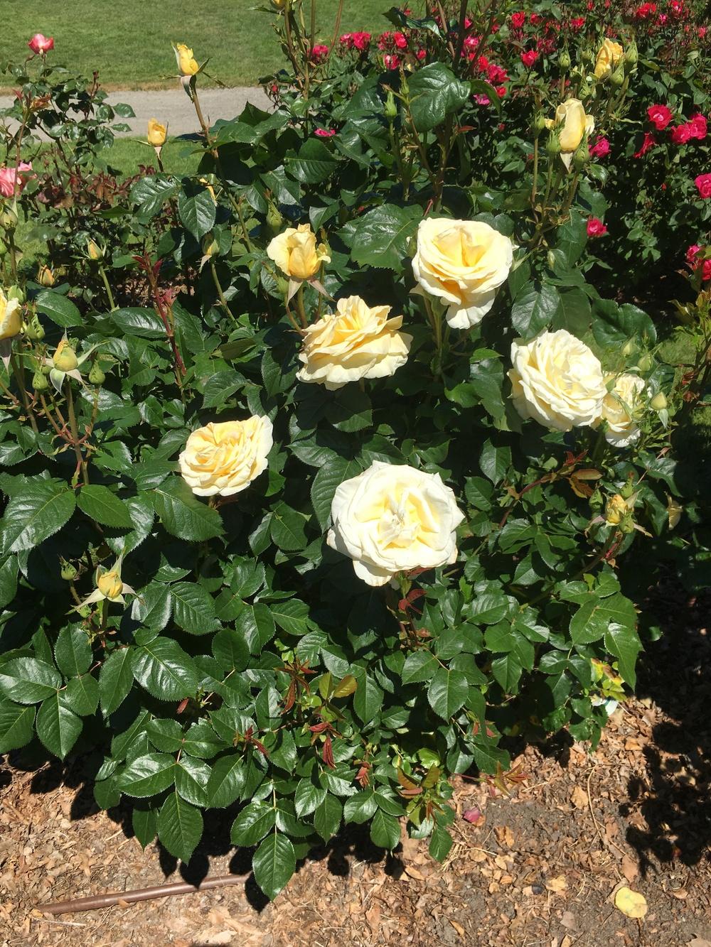 Photo of the entire plant of Rose (Rosa 'Sunshine Daydream') posted by ...