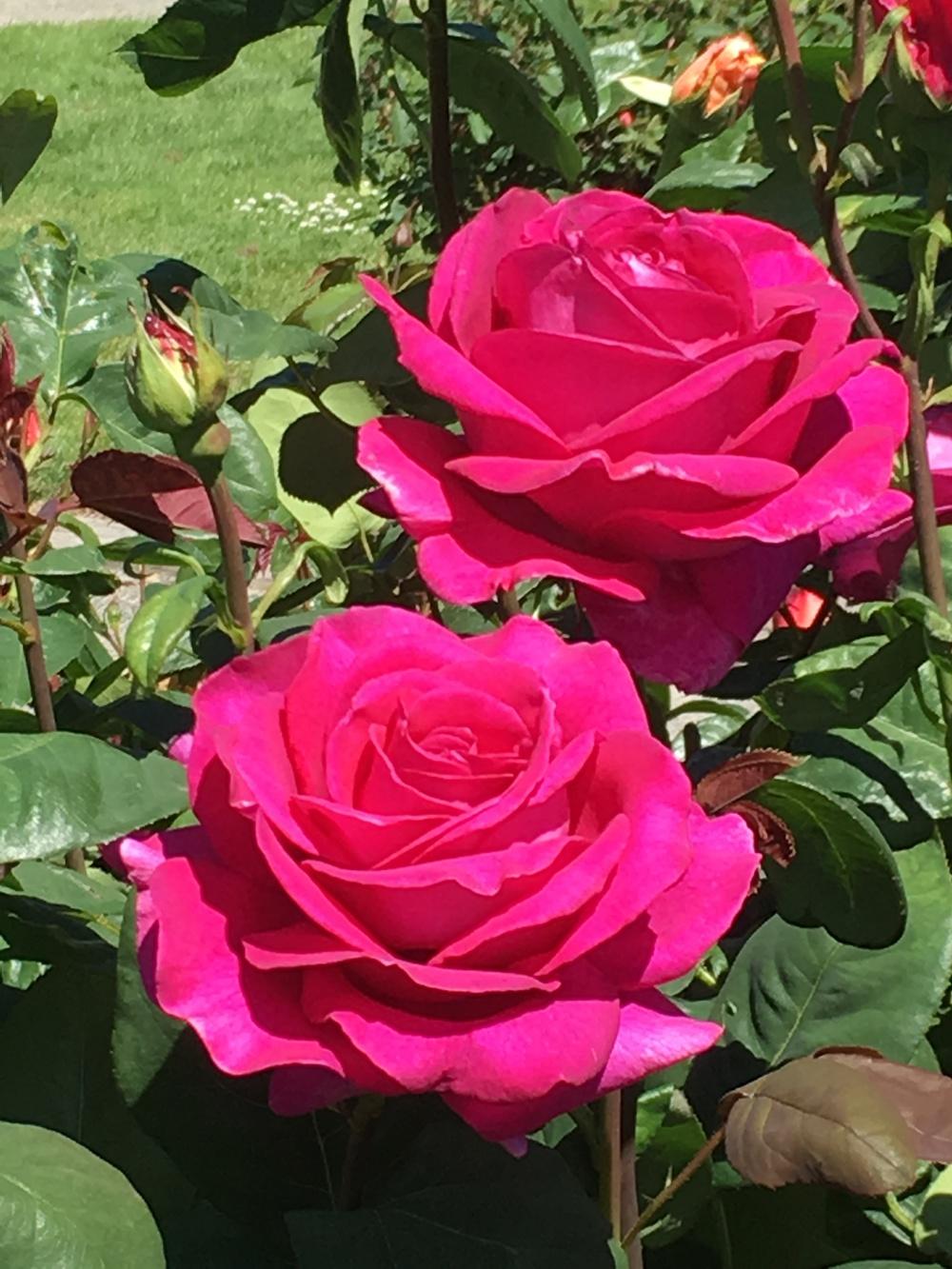 Photo of the bloom of Rose (Rosa 'Stephens' Big Purple') posted by ...