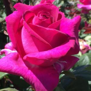 Rose (Rosa 'Stephens' Big Purple') in the Roses Database - Garden.org