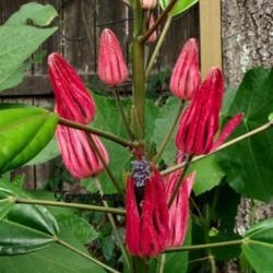 Photo of the entire plant of Brazilian Candles (Pavonia multiflora ...