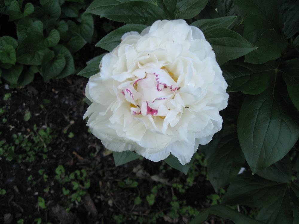 Is this a unique marking on a peony flower? in the Peonies forum ...