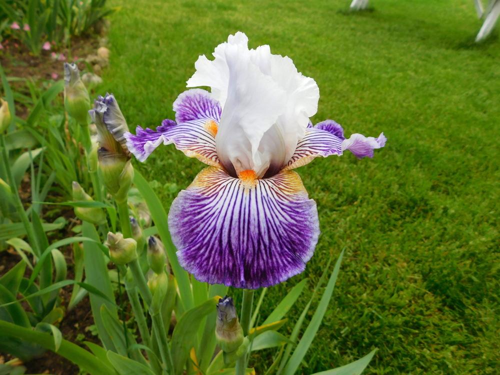 Border Bearded Iris (Iris 'Crow's Feet') in the Irises Database ...