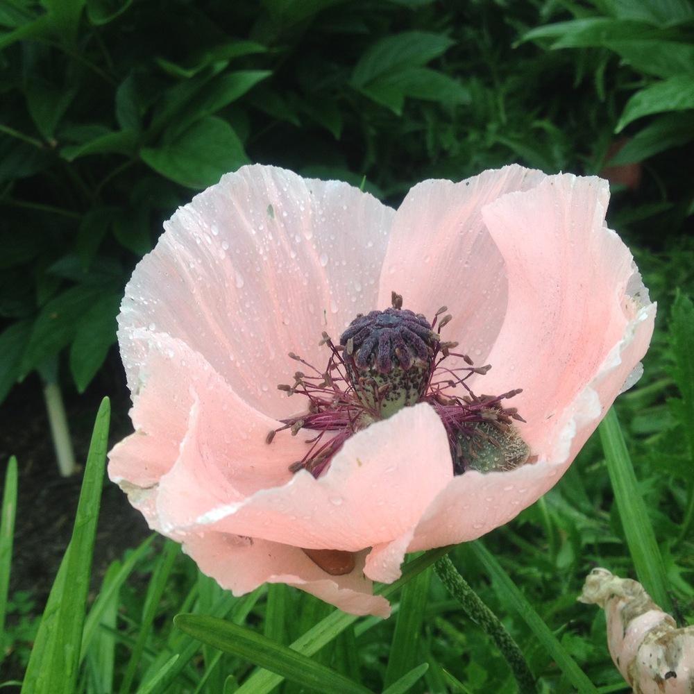 Photo of the bloom of Oriental Poppy (Papaver orientale 'Queen ...