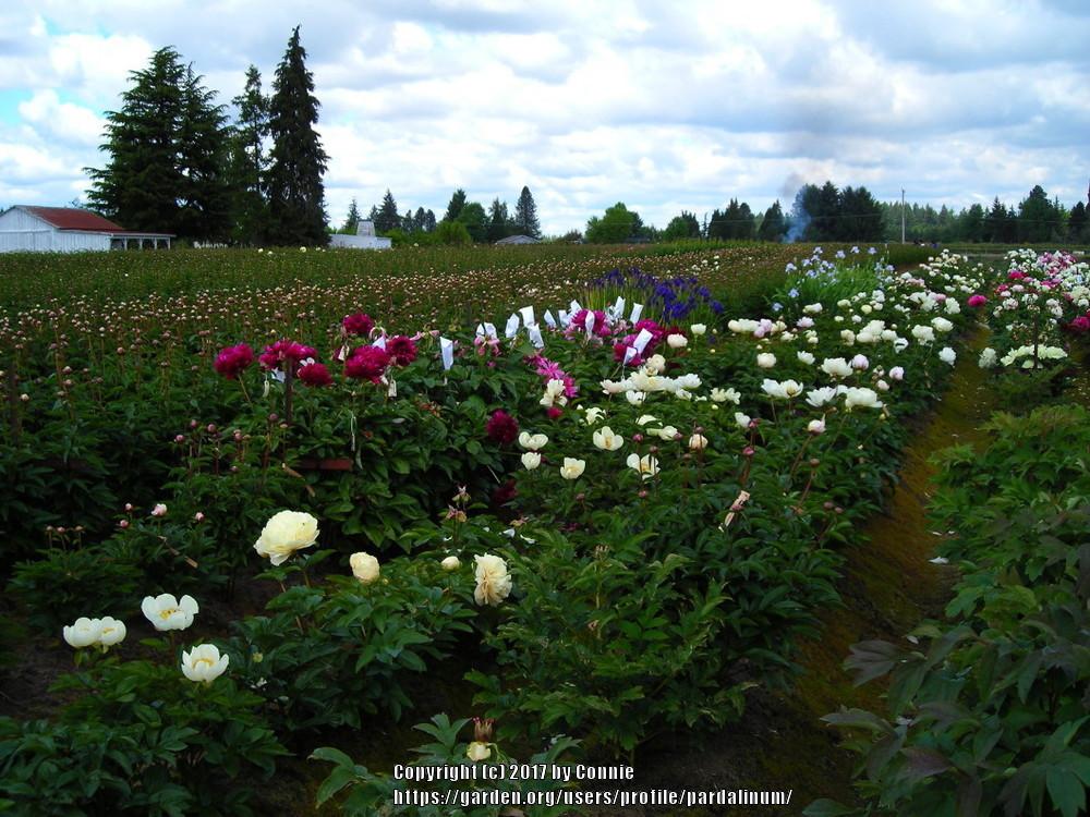 Annual volkswalk at Adelman's Peony Gardens 2017 in the Peonies forum ...