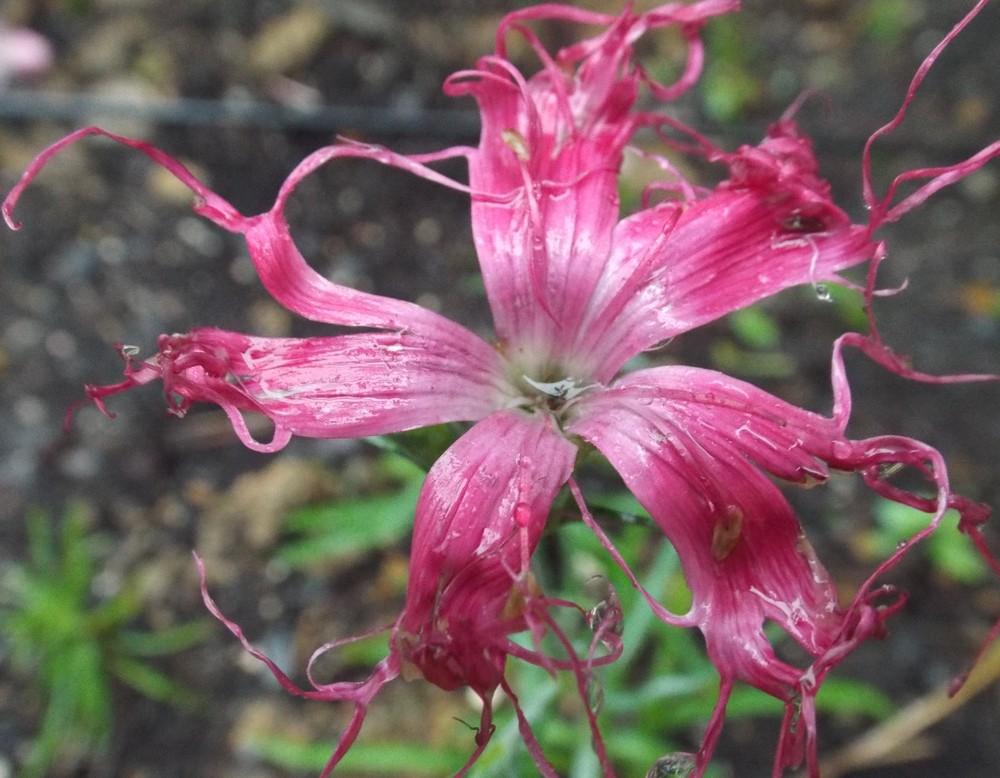 Photo of the bloom of Dianthus 'Dancing Geisha' posted by ...