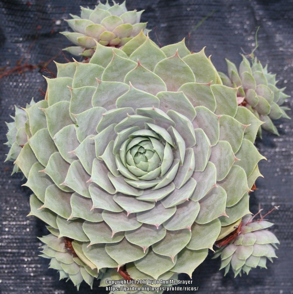 Sempervivum: Plant Care and Collection of Varieties - Garden.org