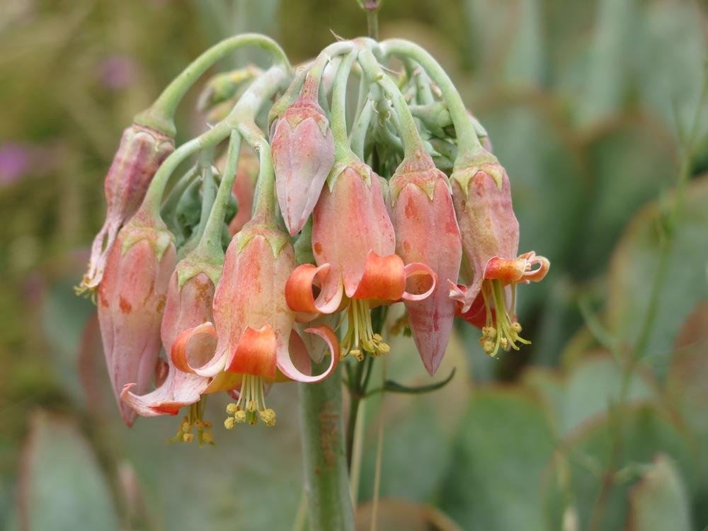 Round-Leafed Navel Wort (Cotyledon orbiculata) - Garden.org