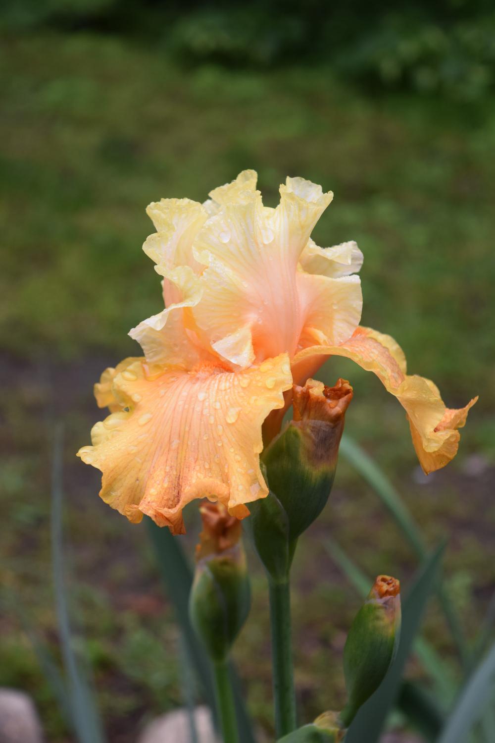 Photo of the bloom of Tall Bearded Iris (Iris 'Baby Duck') posted by ...