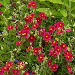 Rock Rose (Helianthemum nummularium 'Dazzler') - Garden.org