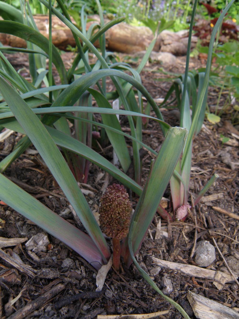 Photo of the closeup of buds, sepals and receptacles of Feather ...