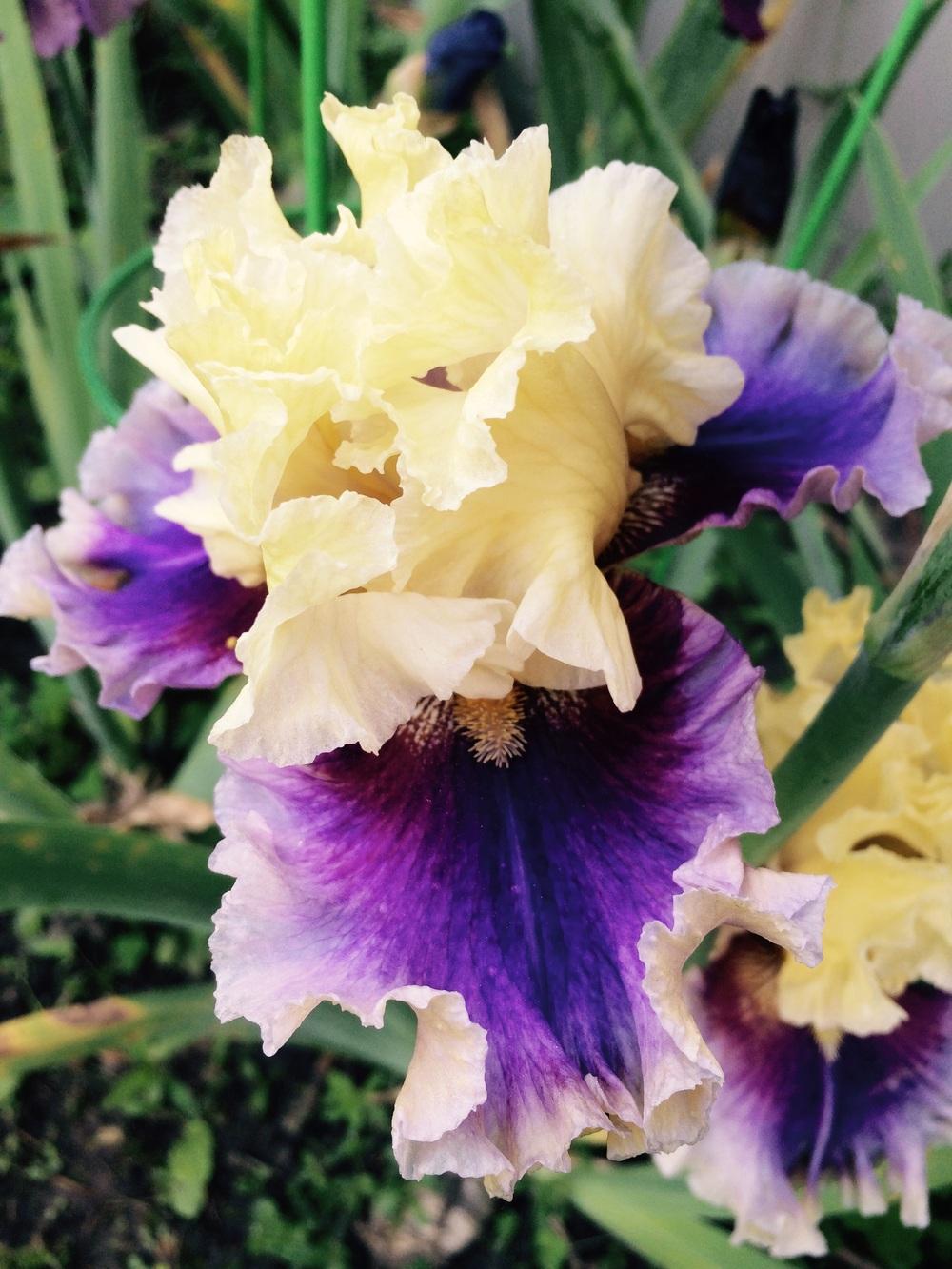 Photo of the bloom of Tall Bearded Iris (Iris 'Carnival Capers') posted ...
