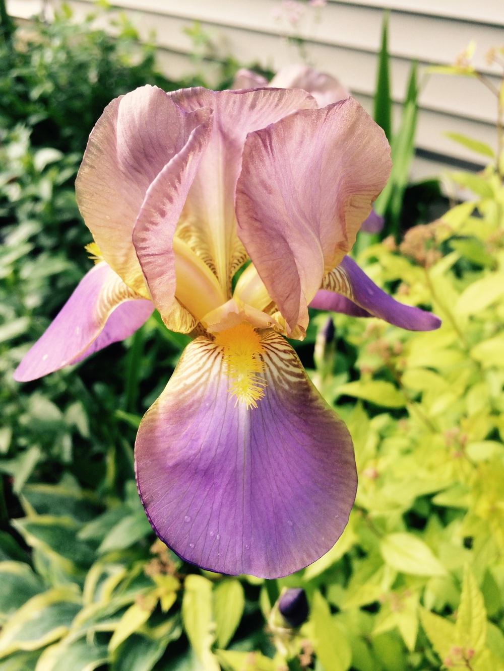 Photo of the bloom of Tall Bearded Iris (Iris 'Quaker Lady') posted by ...