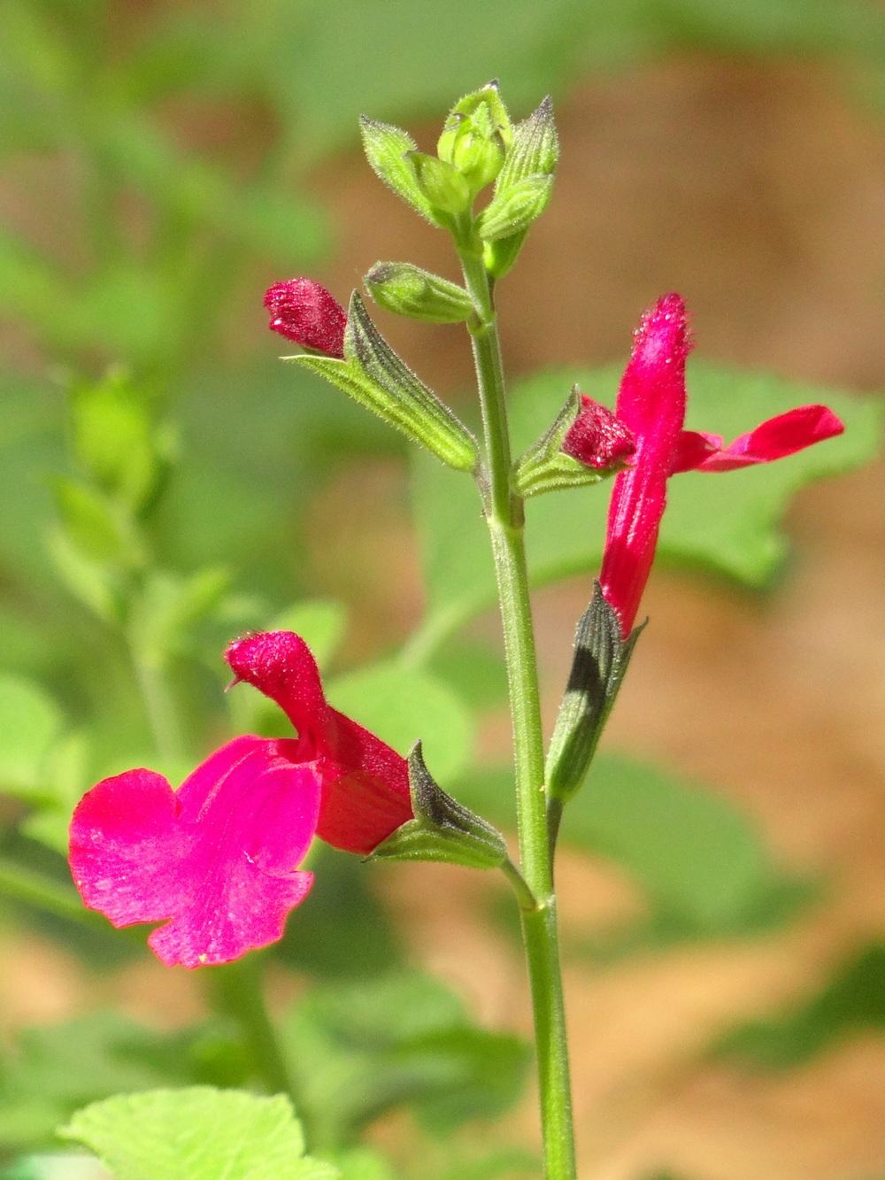 Cherry Queen Salvia! New addition in Sheris healing flower garden this ...