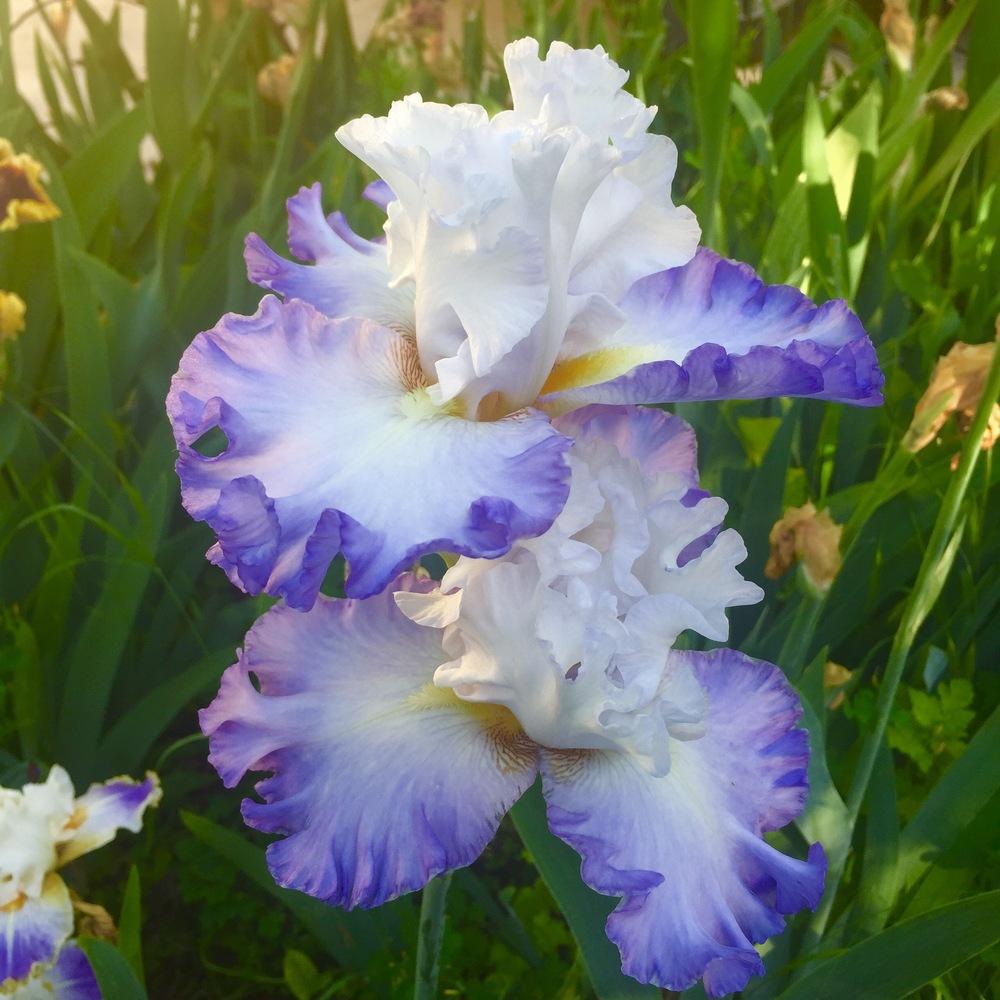 Photo of the bloom of Tall Bearded Iris (Iris 'Alizés') posted by SpringGreenThumb - Garden.org