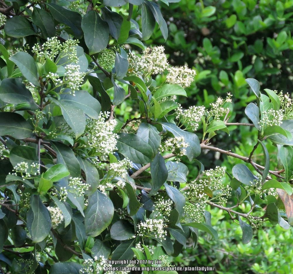 Northern Virginia Shrub in the Plant ID forum - Garden.org