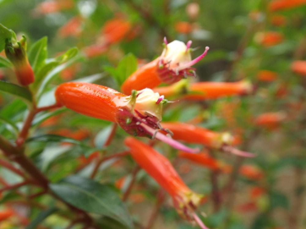 Photo of the bloom of Large Firecracker Plant (Cuphea Vermillionaire ...
