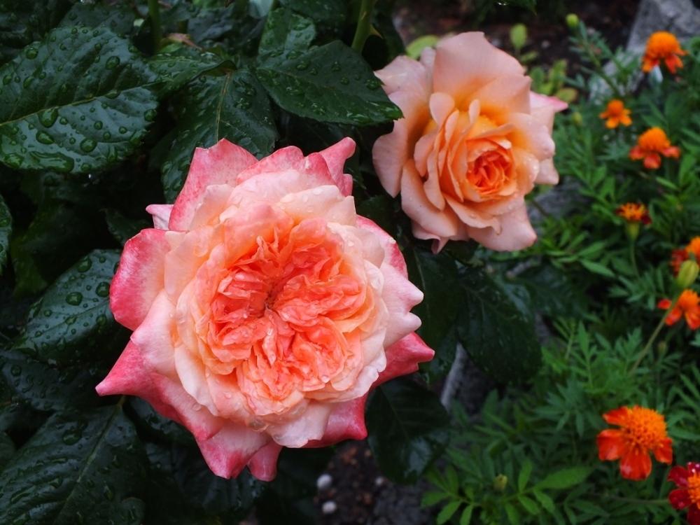 Photo of the bloom of Rose (Rosa 'English Sonnet') posted by ...
