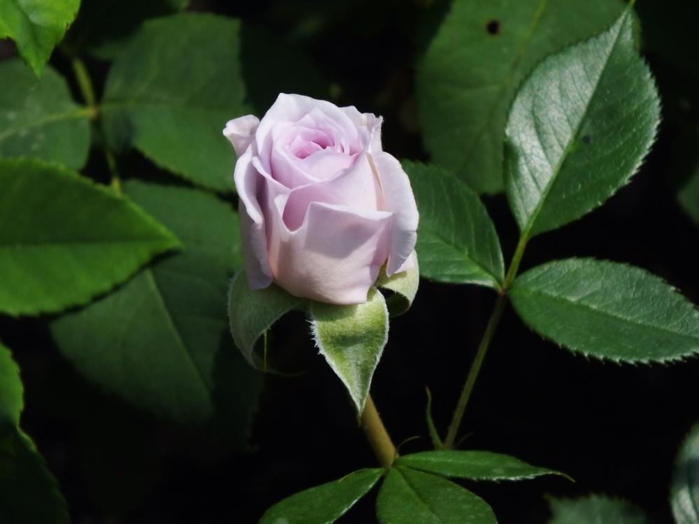 Photo of the closeup of buds, sepals and receptacles of Rose (Rosa ...