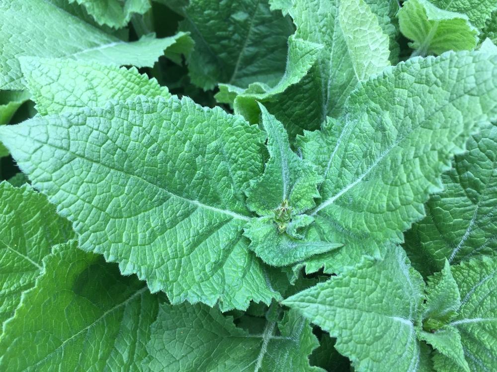 What is this plant? in the Plant ID forum - Garden.org