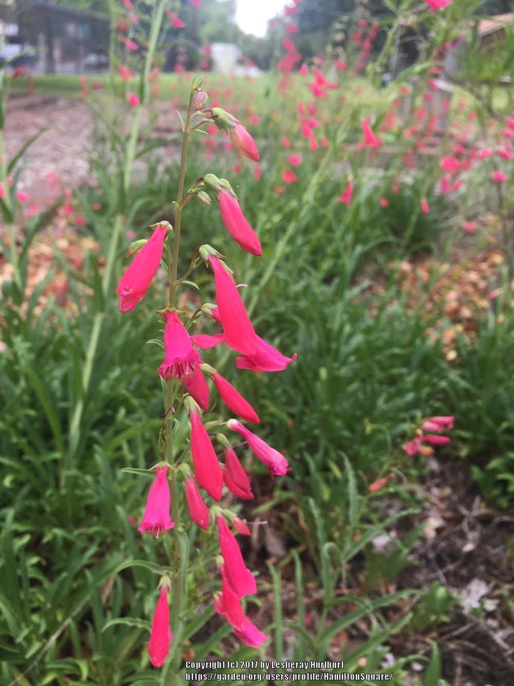 Photo of the bloom of Firecracker Penstemon (Penstemon eatonii) posted ...