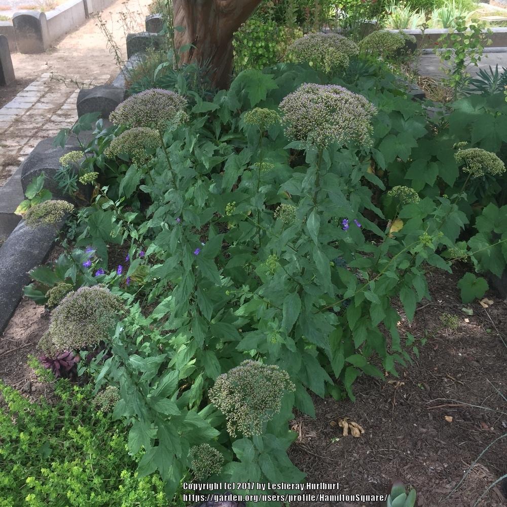 Photo of the entire plant of Blue Throatwort (Trachelium caeruleum ...