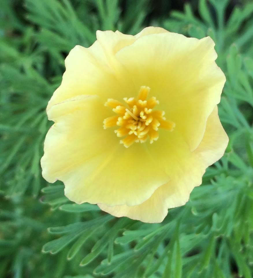Thanks for the intriging article. in Ice Cube Poppies (Growing Poppies ...