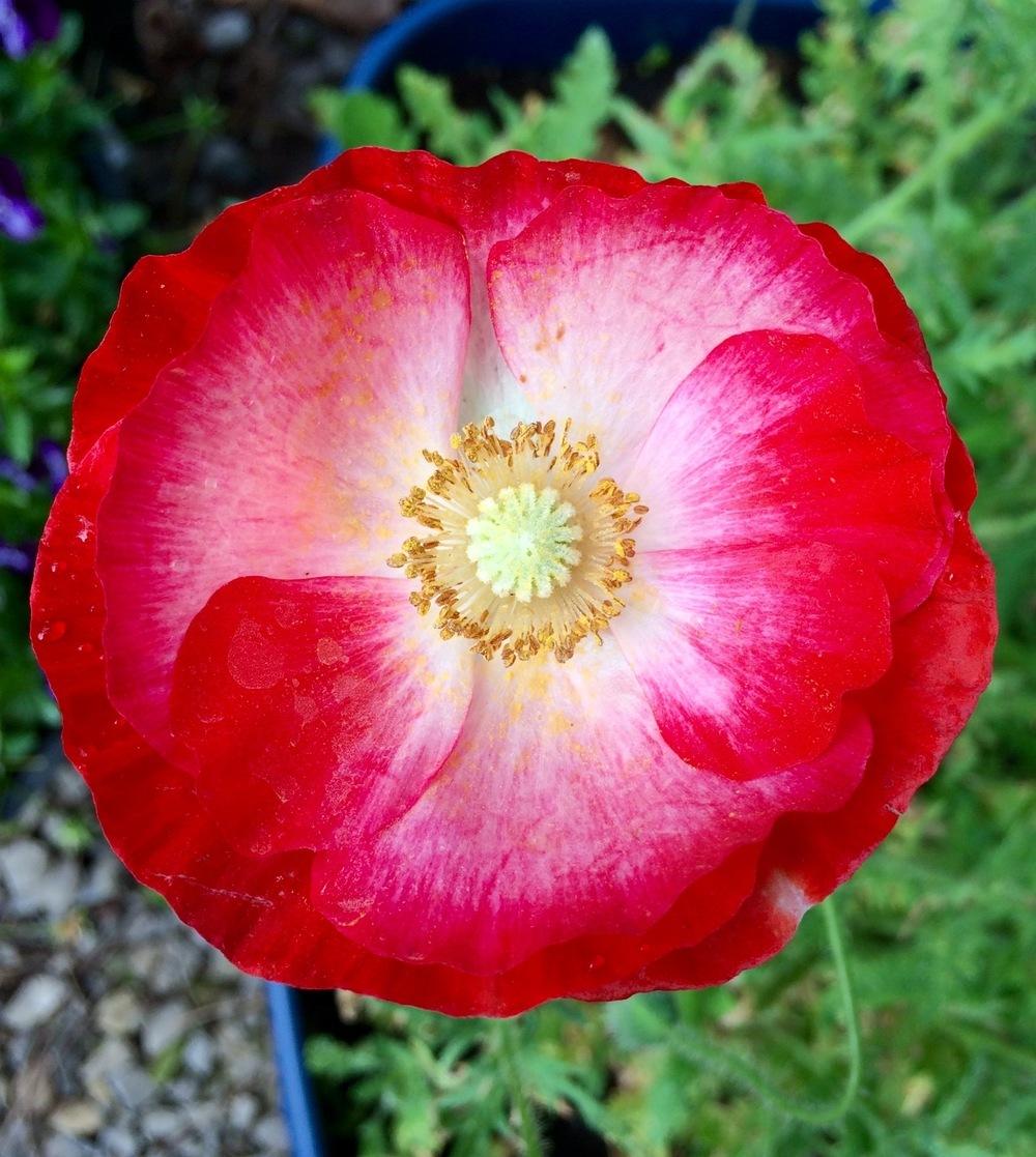 Thanks for the intriging article. in Ice Cube Poppies (Growing Poppies ...