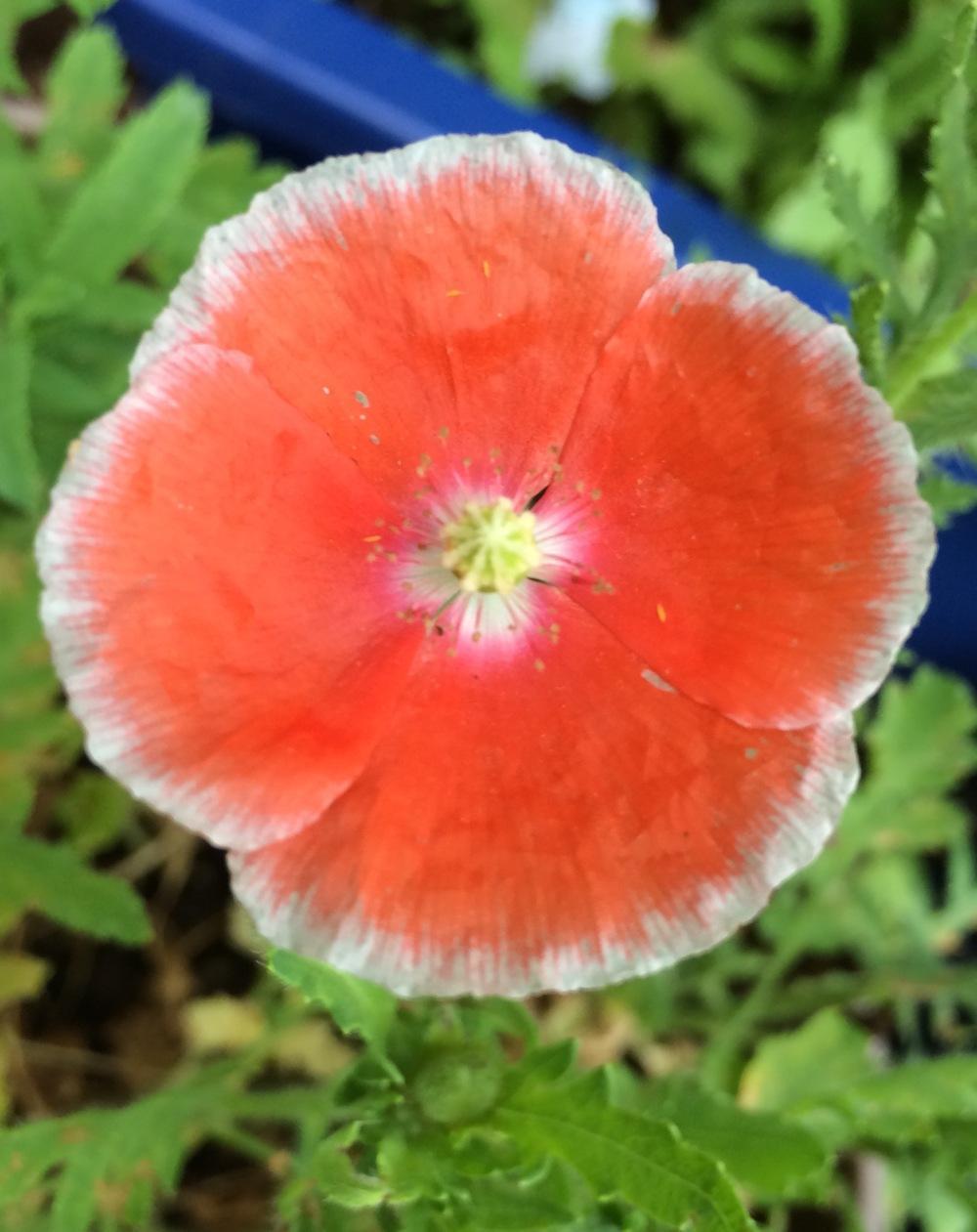 Thanks for the intriging article. in Ice Cube Poppies (Growing Poppies ...