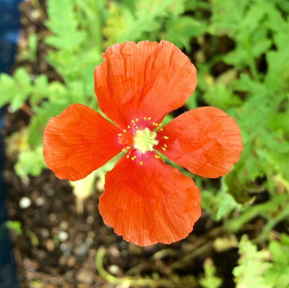 Thanks for the intriging article. in Ice Cube Poppies (Growing Poppies ...