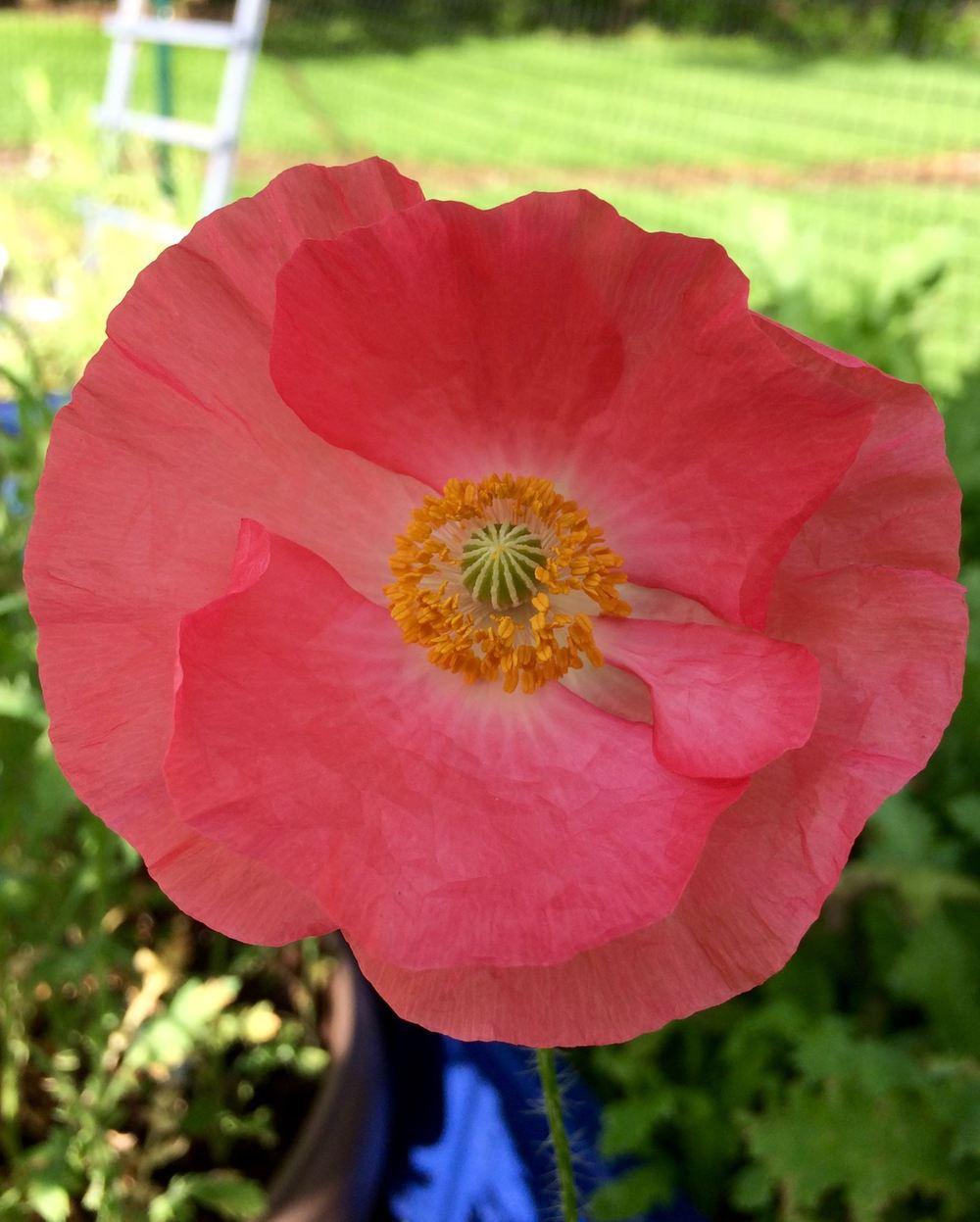 Thanks for the intriging article. in Ice Cube Poppies (Growing Poppies ...