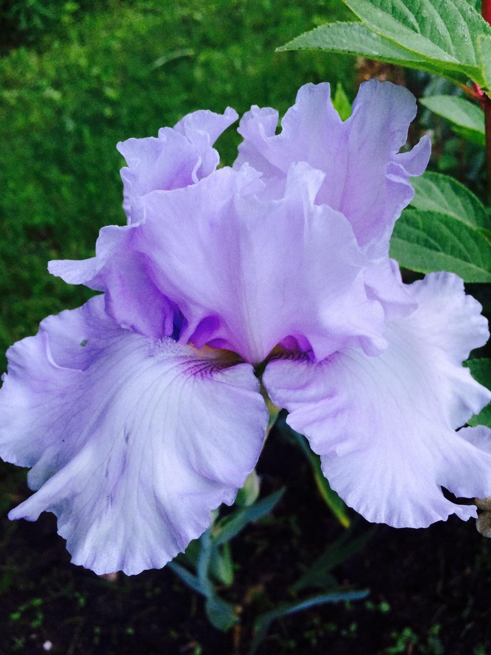 Photo of the bloom of Tall Bearded Iris (Iris 'Pearl of Lavender ...