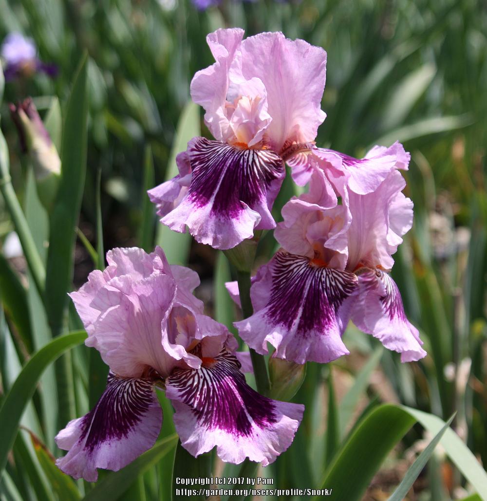 Photo of the bloom of Tall Bearded Iris (Iris 'Plum Pretty Whiskers ...